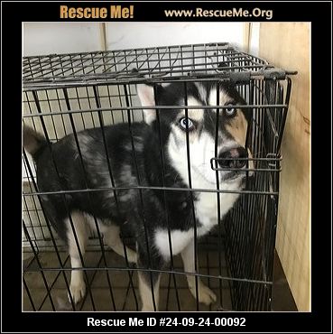 - Ohio Siberian Husky Rescue - ADOPTIONS - Rescue Me!