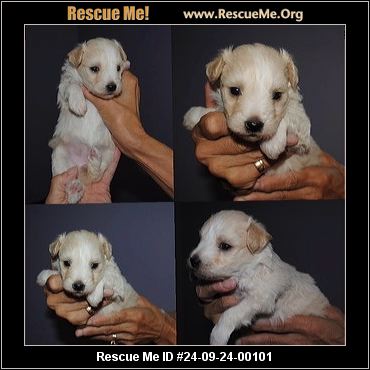 - Arizona Poodle Rescue - ADOPTIONS - Rescue Me!