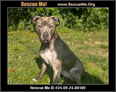 - Indiana Pit Bull Rescue - ADOPTIONS - Rescue Me!