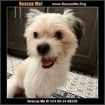 - New York Maltese Rescue - ADOPTIONS - Rescue Me!