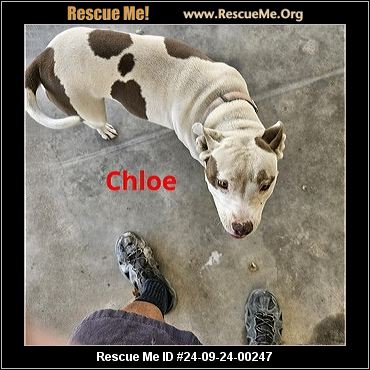 - Arizona Bull Terrier Rescue - ADOPTIONS - Rescue Me!