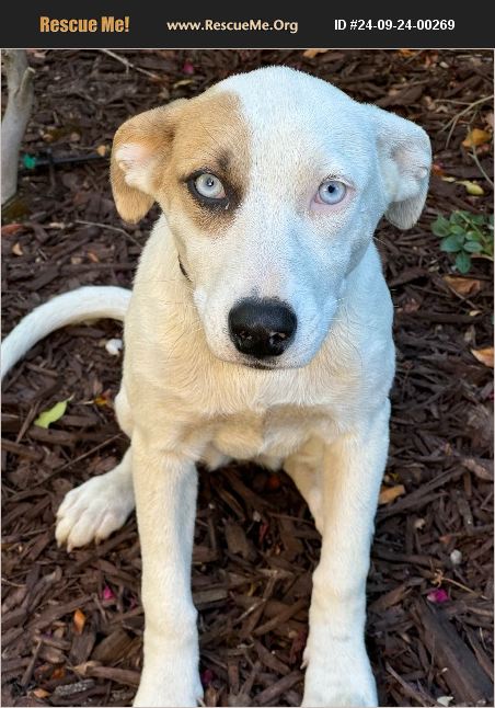 ADOPT 24092400269 ~ Australian Cattle Dog Rescue ~ COARSEGOLD, CA