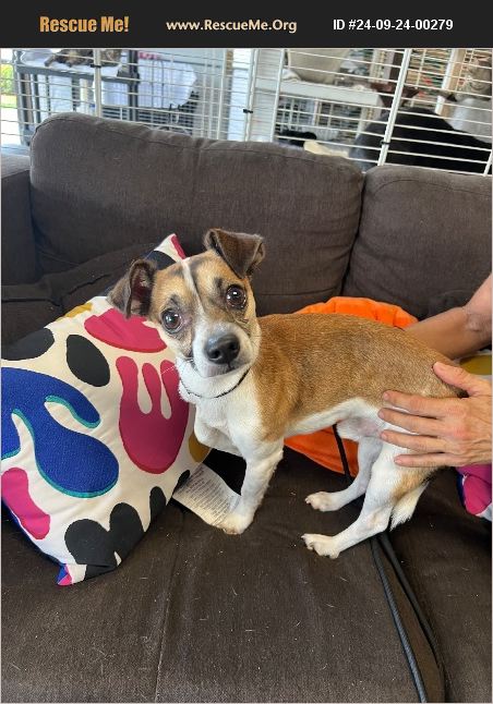 ADOPT 24092400279 ~ Jack Russell Rescue ~ Margate, FL