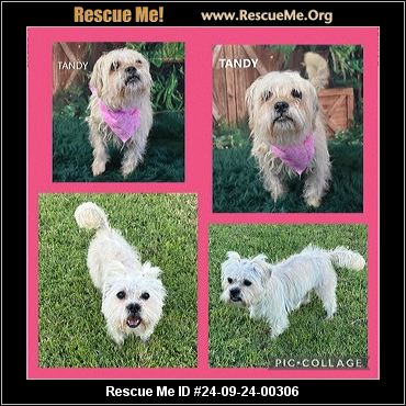 - Arizona Lhasa Apso Rescue - ADOPTIONS - Rescue Me!