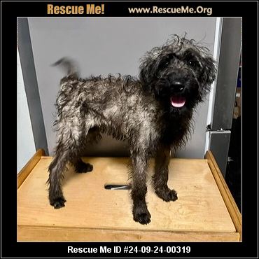 - Pennsylvania Dog Rescue - ADOPTIONS - Rescue Me!