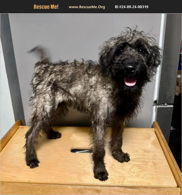 ADOPT 24092400319 ~ Poodle Rescue ~ Harrisburg, PA
