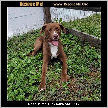 - Pennsylvania Dog Rescue - ADOPTIONS - Rescue Me!