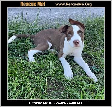 - Pennsylvania Dog Rescue - ADOPTIONS - Rescue Me!