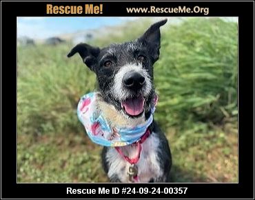 - California Airedale Rescue - ADOPTIONS - Rescue Me!