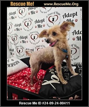 - Florida Yorkie Rescue - ADOPTIONS - Rescue Me!