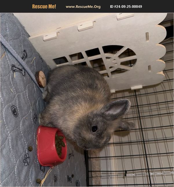 ADOPT 24092500049 ~ Rabbit Rescue ~ Inwood, WV