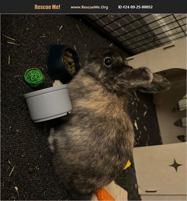 ADOPT 24092500052 ~ Rabbit Rescue ~ Inwood, WV