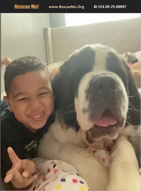 ADOPT 24092500097 ~ Saint Bernard Rescue ~ SPRING, TX