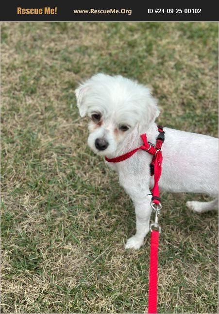 ADOPT 24092500102 ~ Maltese Rescue ~ Lee County, NC