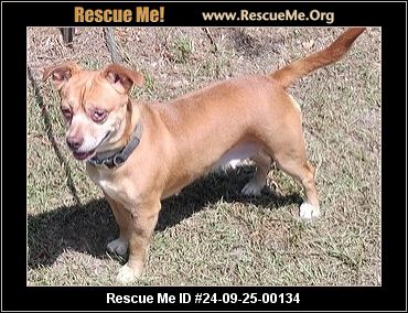 - South Carolina Dog Rescue - ADOPTIONS - Rescue Me!