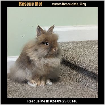 - Virginia Rabbit Rescue - ADOPTIONS - Rescue Me!