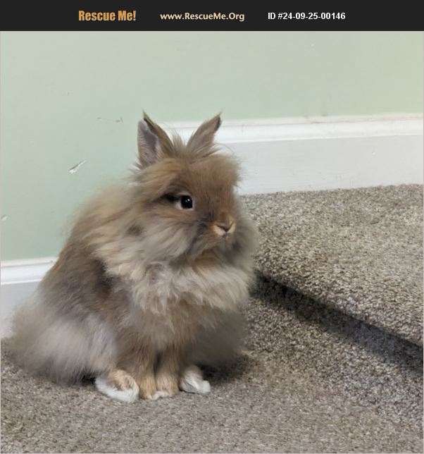 ADOPT 24092500146 ~ Rabbit Rescue ~ Virginia Beach, VA