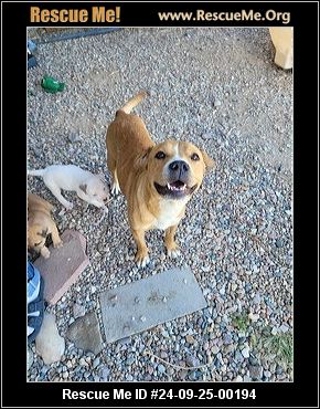 - Colorado Dog Rescue - ADOPTIONS - Rescue Me!