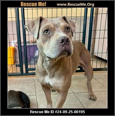 - Colorado Dog Rescue - ADOPTIONS - Rescue Me!