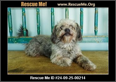 - Texas Yorkie Rescue - ADOPTIONS - Rescue Me!