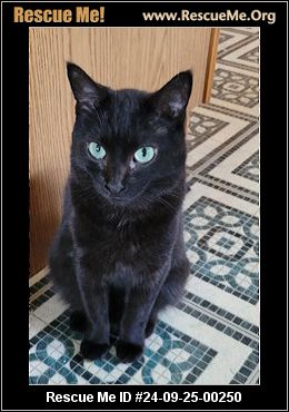 - New Jersey Cat Rescue - ADOPTIONS - Rescue Me!