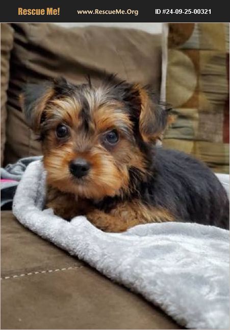 ADOPT 24092500321 ~ Yorkie Rescue ~ Miami, FL