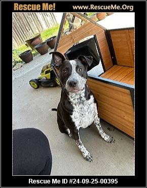 - Texas Border Collie Rescue - ADOPTIONS - Rescue Me!