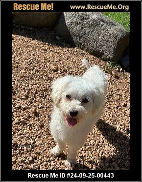 - Wisconsin Maltese Rescue - ADOPTIONS - Rescue Me!