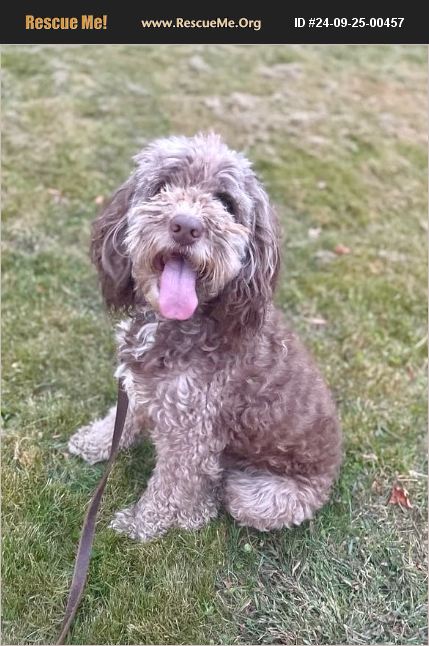 ADOPT 24092500457 ~ Cockapoo Rescue ~ Bethel, CT