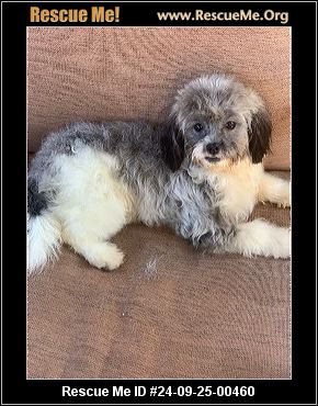 - Wisconsin Maltese Rescue - ADOPTIONS - Rescue Me!