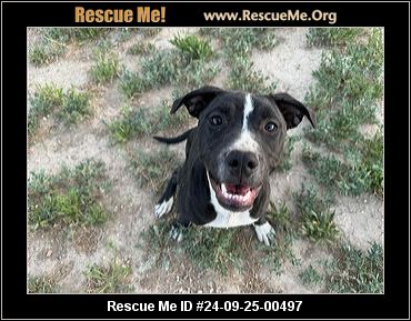 - Colorado Lab Rescue - ADOPTIONS - Rescue Me!