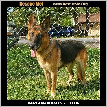 - Pennsylvania German Shepherd Rescue - ADOPTIONS - Rescue Me!