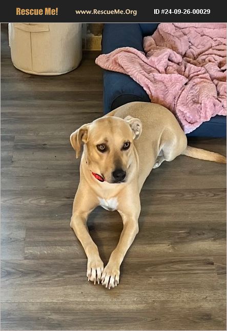 ADOPT 24092600029 ~ Chesapeake Bay Retriever Rescue ~ Anna, TX