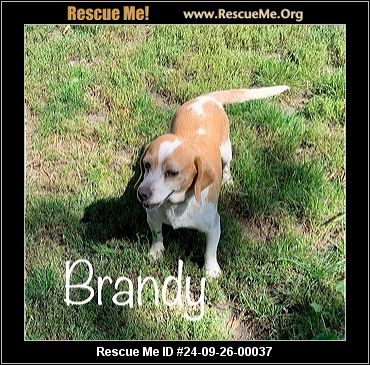 - Minnesota Dog Rescue - ADOPTIONS - Rescue Me!