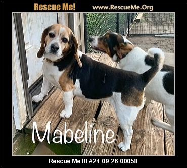 - Minnesota Dog Rescue - ADOPTIONS - Rescue Me!