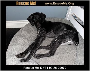 - Florida German Shorthaired Pointer Rescue - ADOPTIONS - Rescue Me!