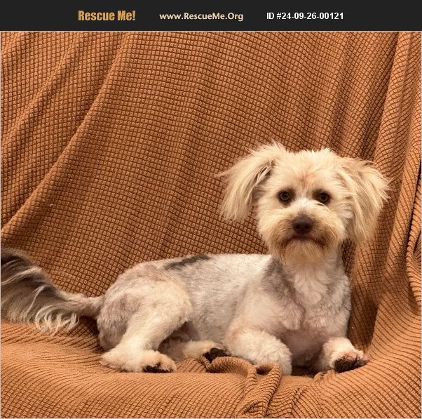 ADOPT 24092600121 ~ Shih Tzu Rescue ~ Hialeah, FL
