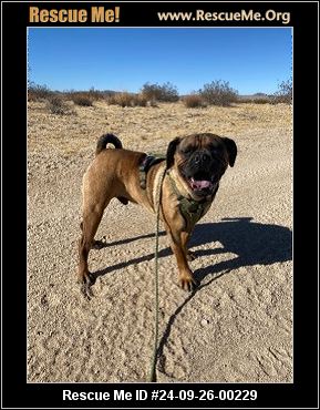 - California Pug Rescue - ADOPTIONS - Rescue Me!