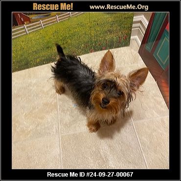 - Missouri Yorkie Rescue - ADOPTIONS - Rescue Me!