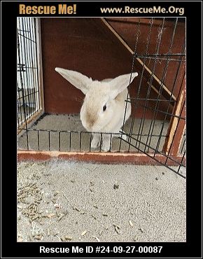 - Illinois Rabbit Rescue - ADOPTIONS - Rescue Me!