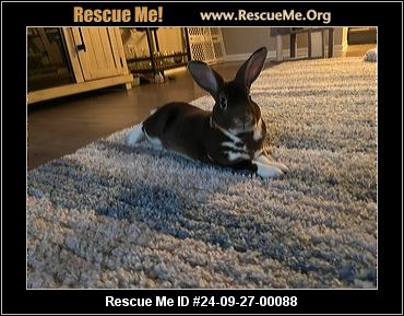 - Illinois Rabbit Rescue - ADOPTIONS - Rescue Me!