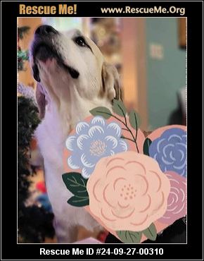 - Texas Saint Bernard Rescue - ADOPTIONS - Rescue Me!