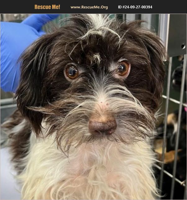 ADOPT 24092700394 ~ Poodle Rescue ~ Moreno Valley, CA