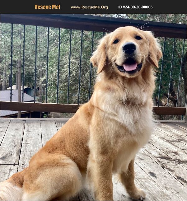 ADOPT 24092800006 ~ Golden Retriever Rescue ~ Grants pass, OR