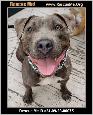 - Rhode Island Dog Rescue - ADOPTIONS - Rescue Me!