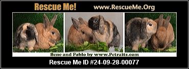 - Illinois Rabbit Rescue - ADOPTIONS - Rescue Me!
