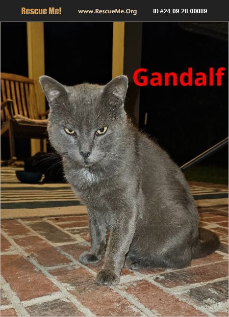 ADOPT 24092800089 ~ Russian Blue Rescue ~ Houston, TX