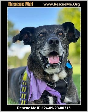 - Colorado Lab Rescue - ADOPTIONS - Rescue Me!