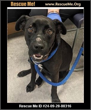 - Pennsylvania Dog Rescue - ADOPTIONS - Rescue Me!