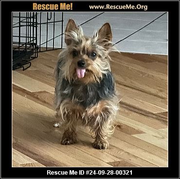 - West Virginia Yorkie Rescue - ADOPTIONS - Rescue Me!